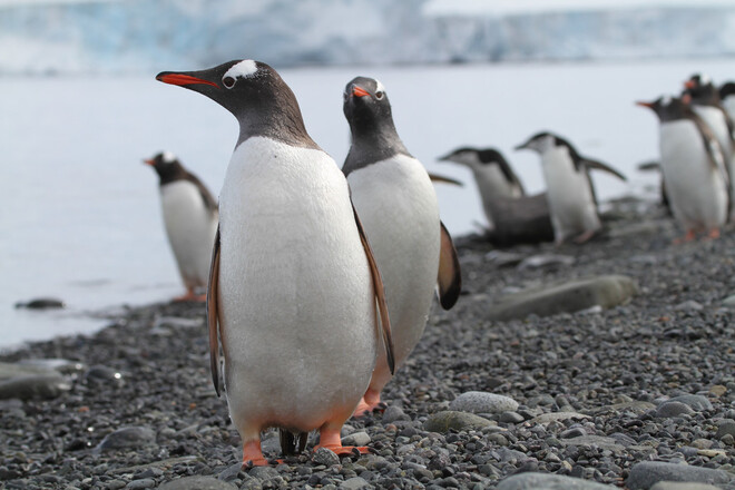 11 facts about penguins and polar bears | Blog - Explore Worldwide