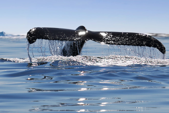 10 of the best places to spot whales and dolphins - Explore