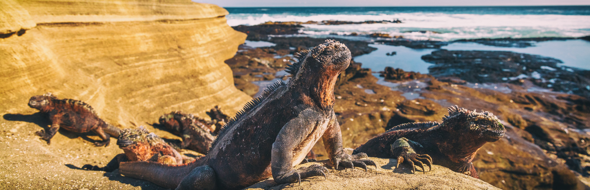 Tour to Ecuador & The Galapagos Islands - Explore